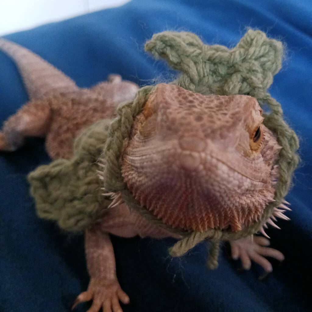 Finished bearded drsgon halloween costume! - Teen Crafters - Ribblr ...