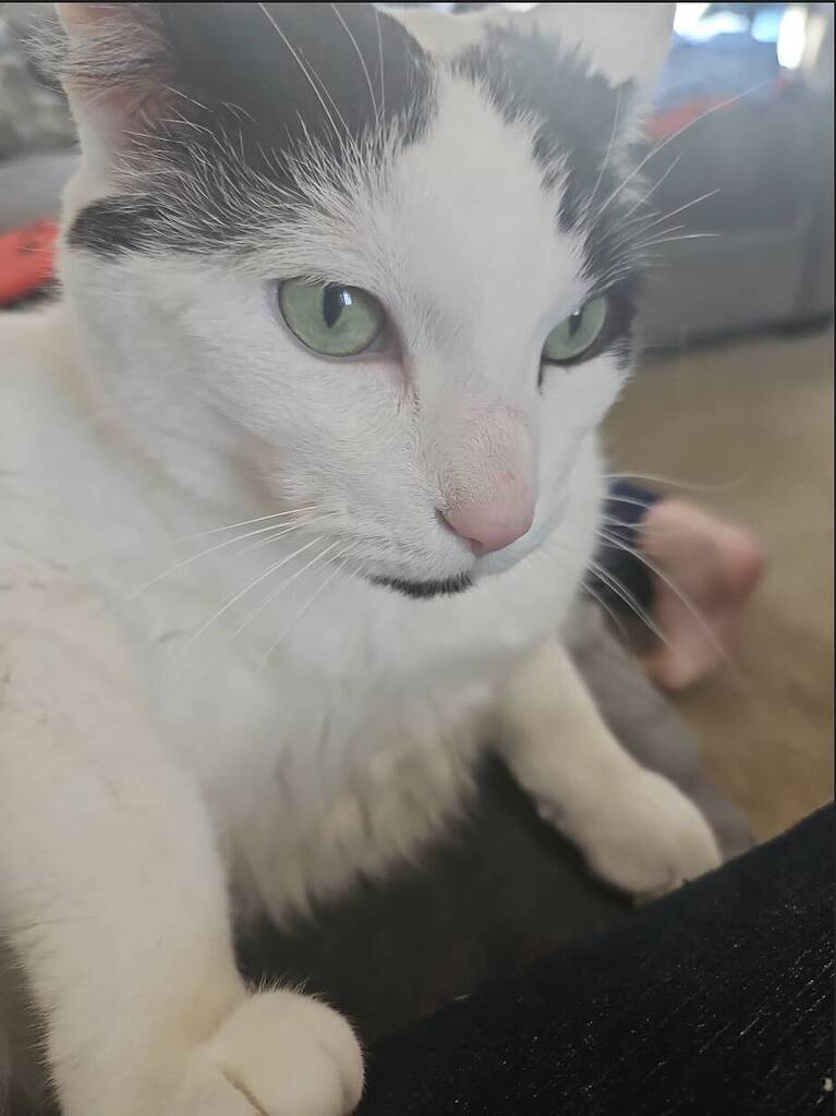 Meet Atticus !! (Pet of the Week) - Personal spaces 👤 - Ribblr community