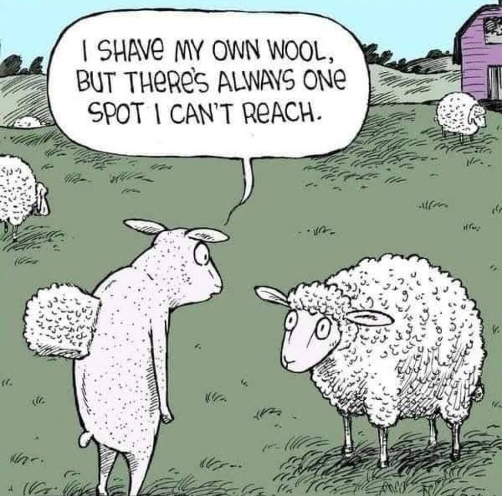 Wooly - Meme zone 🤣 - Ribblr community