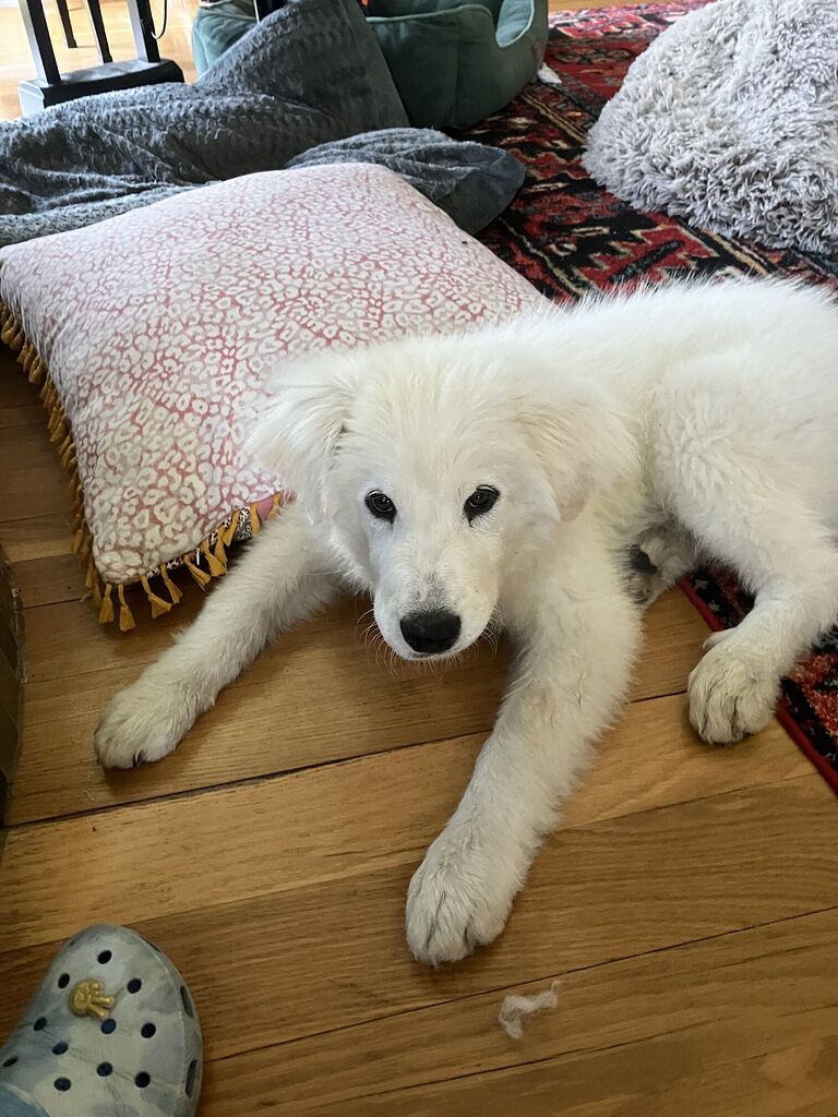 What kind of dog should I make a crochet pattern for - Ribblr community