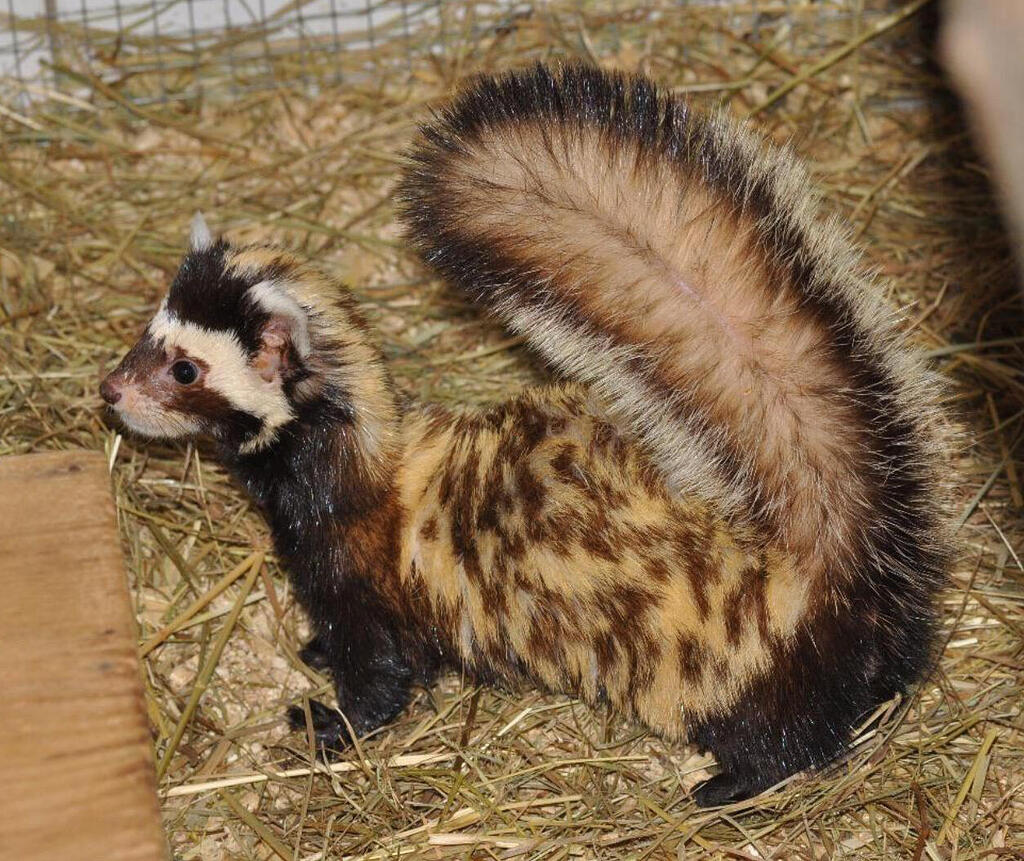 Animal of the week - Personal spaces 👤 - Ribblr community